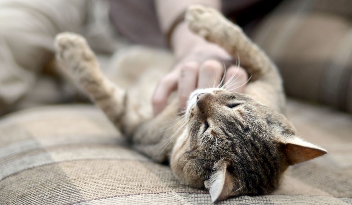 Early Detection, Lifelong Protection: Why Regular Vet Check-Ups Are ...